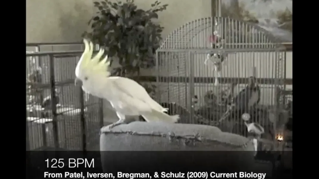 Think You Can Dance? Check Out These Cockatoos. Research Finds the ...