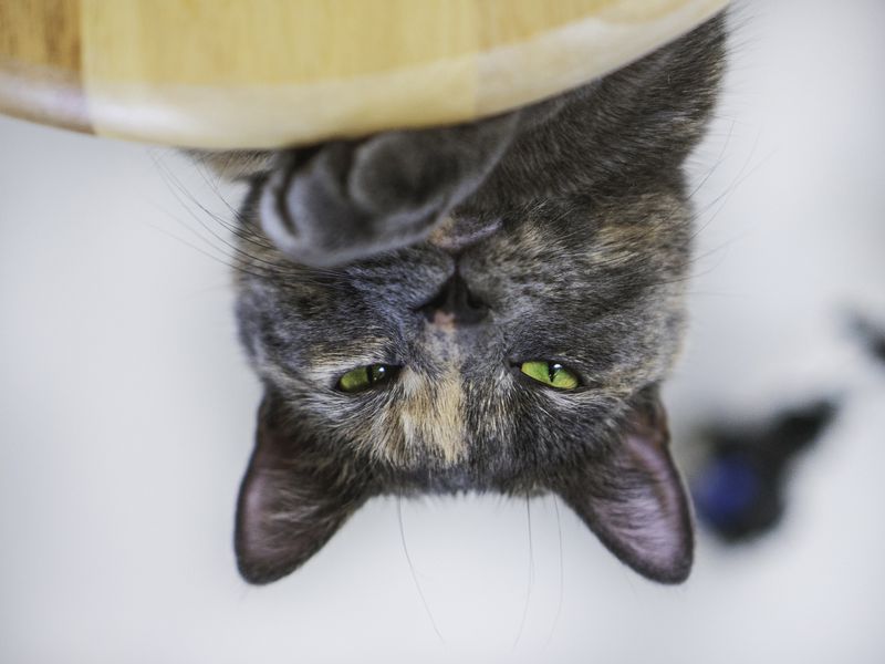 Resting Cat Face | Smithsonian Photo Contest | Smithsonian Magazine
