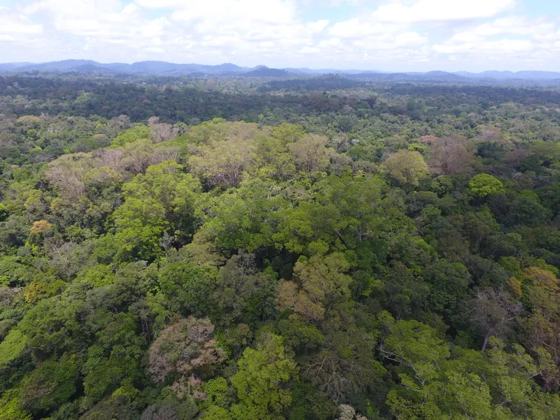 Our beautifull Amazon Forest | Smithsonian Photo Contest | Smithsonian ...