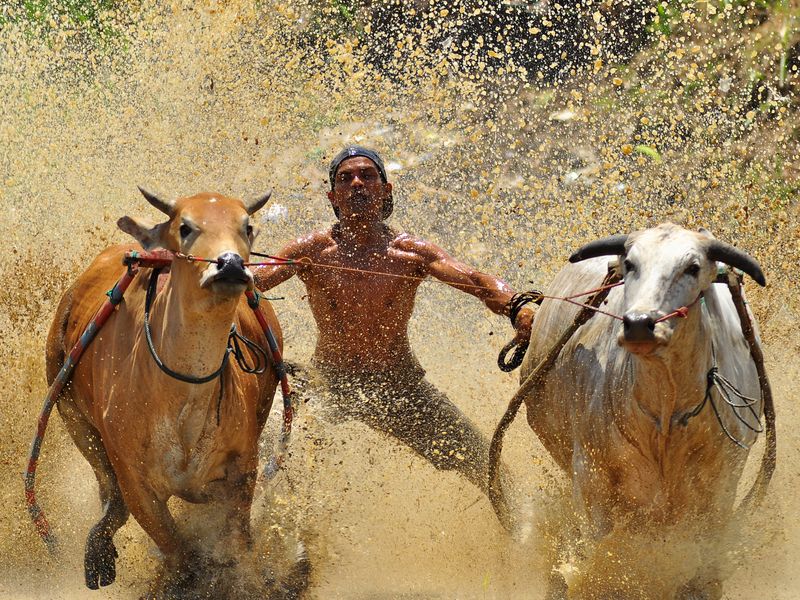 Runway Cow | Smithsonian Photo Contest | Smithsonian Magazine