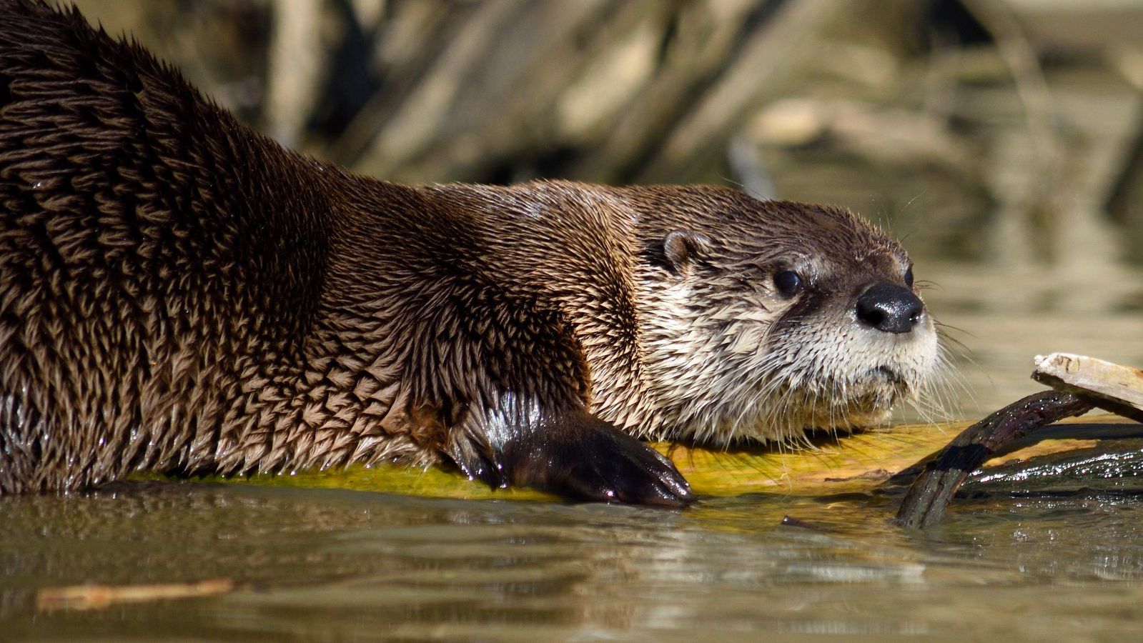 Estuary Animals Mammals