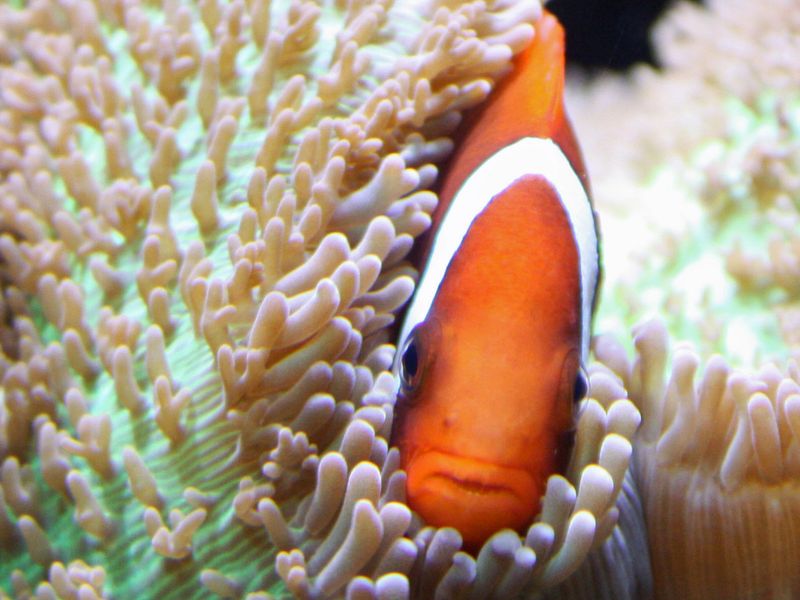 little clown fish | Smithsonian Photo Contest | Smithsonian Magazine