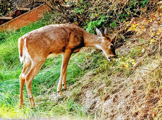 A Young Doe Enjoying a Meal of Grasses and Thistle | Smithsonian Photo ...