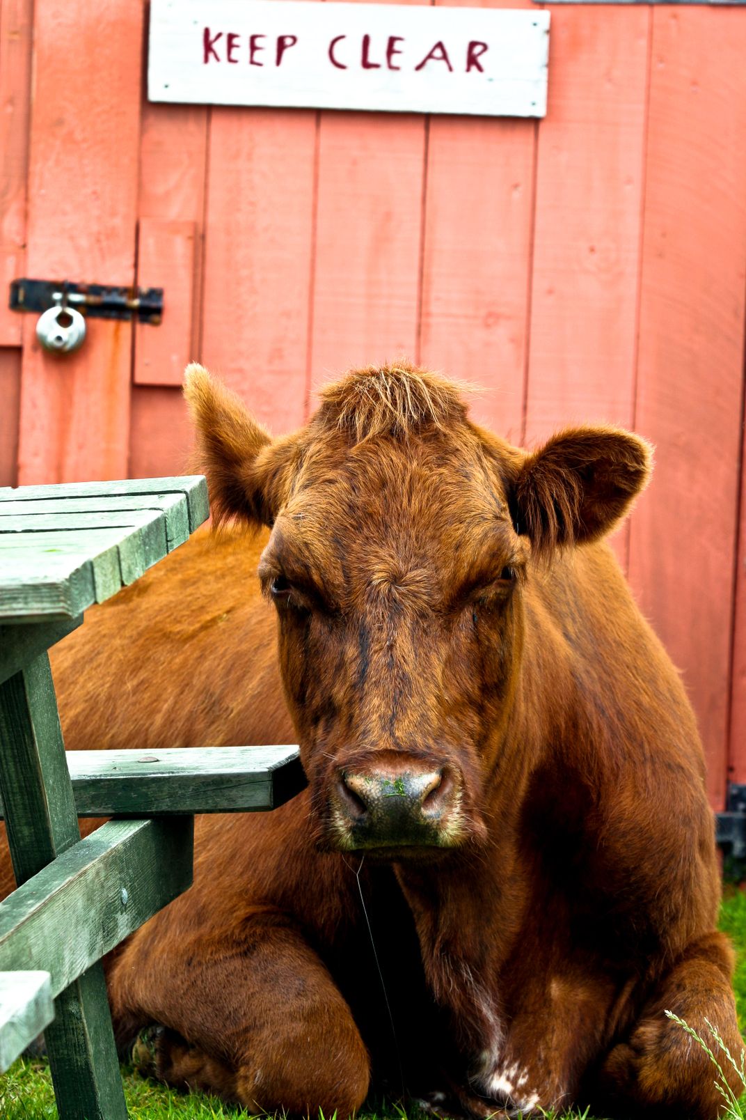 'neath the perfect sign and despite the aggressive look, he proved a ...