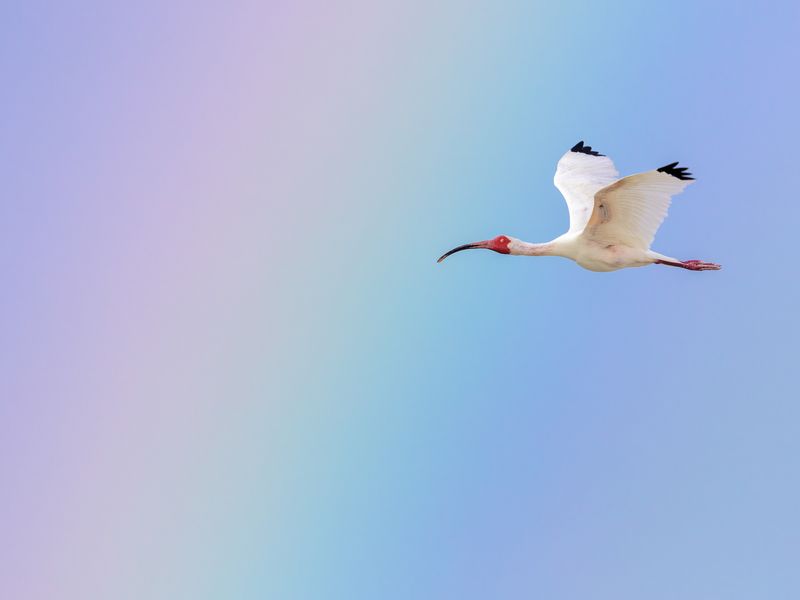 Rainbow White Ibis | Smithsonian Photo Contest | Smithsonian Magazine