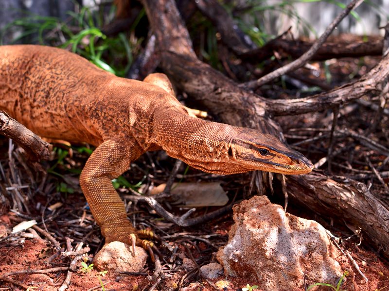 Bungarra | Smithsonian Photo Contest | Smithsonian Magazine
