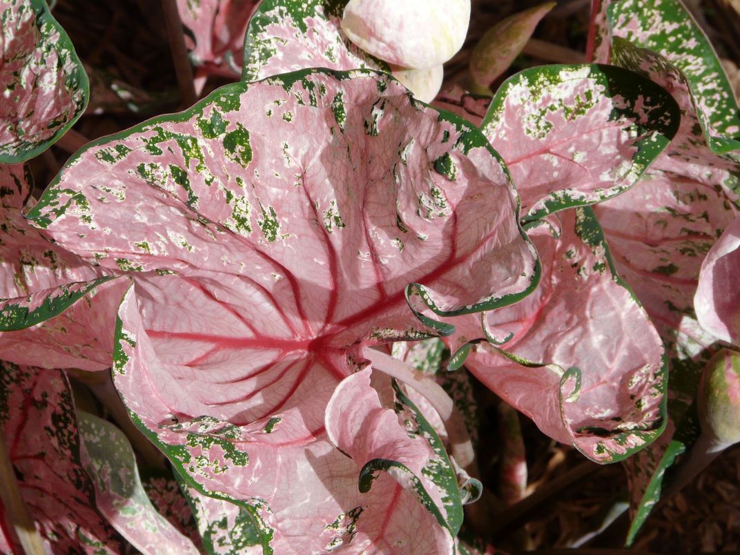 A caladium shows-off its brilliant colors in the bright Florida sun ...
