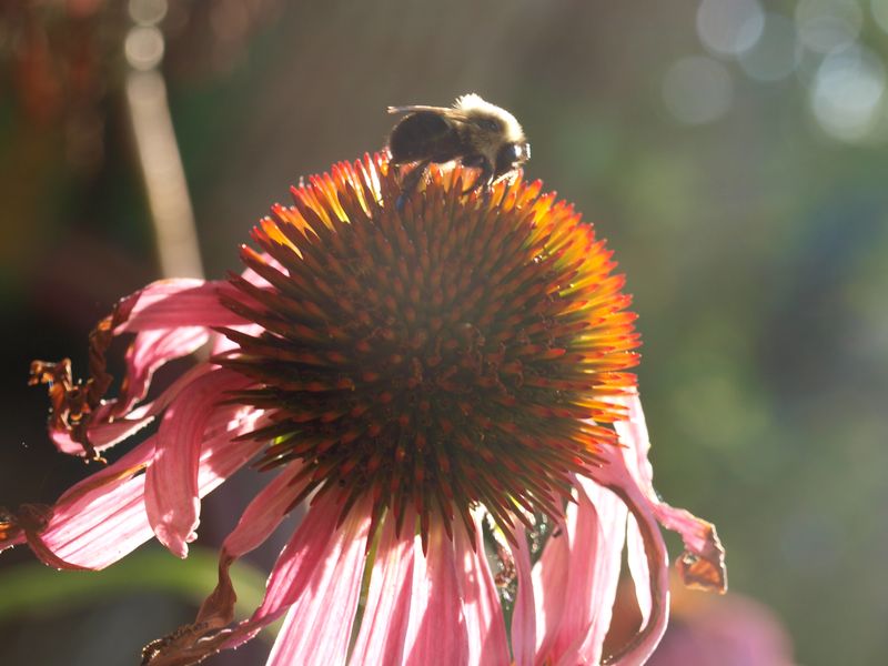 A Bumble Bee and a Flower | Smithsonian Photo Contest | Smithsonian ...