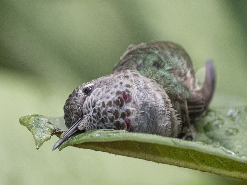 Anna's Hummingbird Bathing in a Rhododendron Leaf | Smithsonian Photo ...