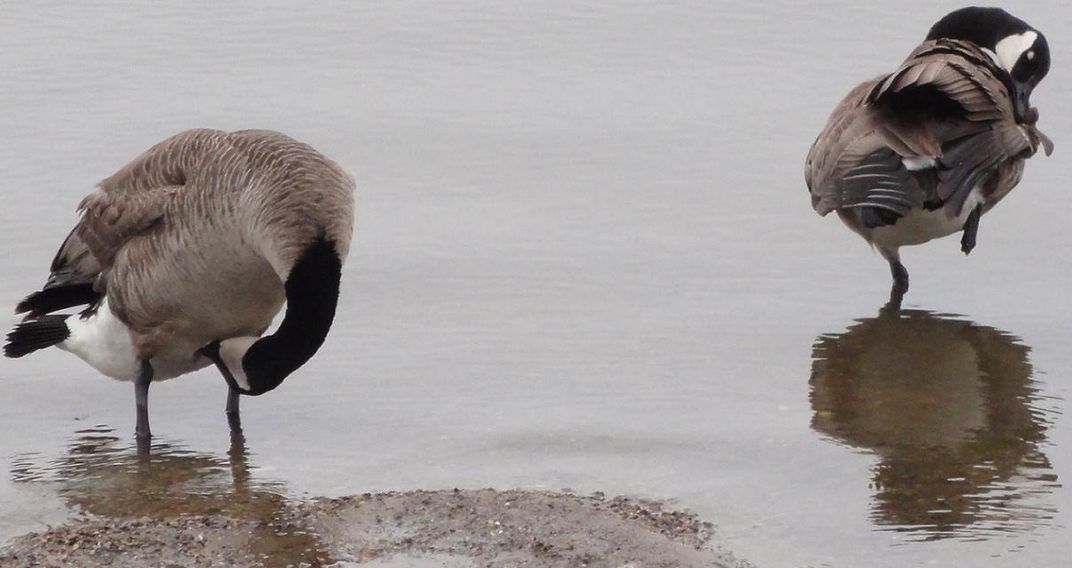 Itchy Goose bumps! | Smithsonian Photo Contest | Smithsonian Magazine