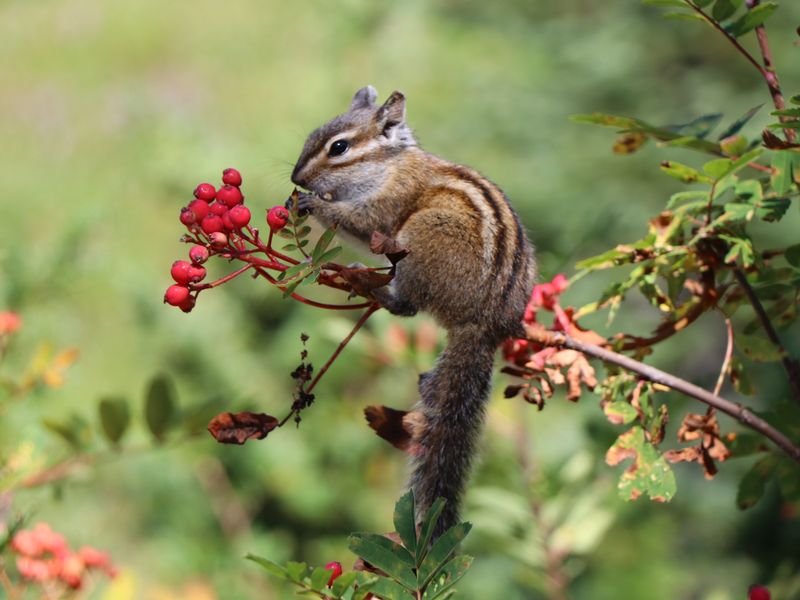 Chipmunk | Smithsonian Photo Contest | Smithsonian Magazine