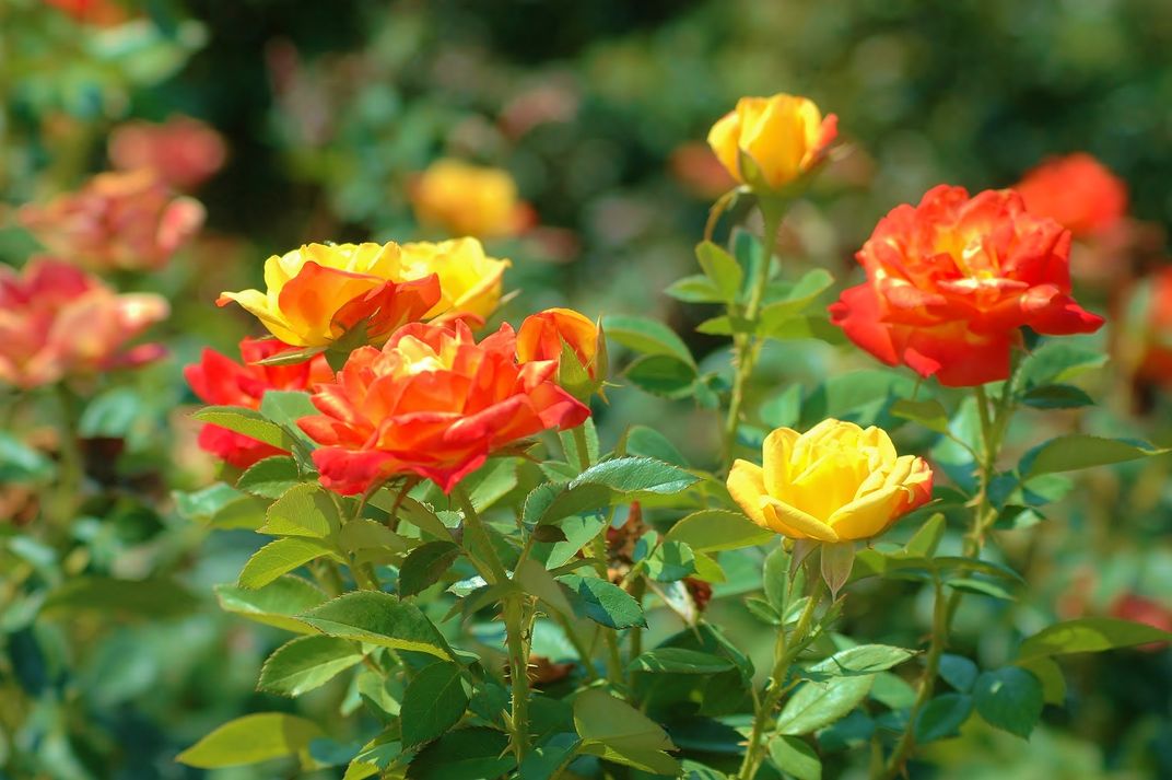Double Color Roses | Smithsonian Photo Contest | Smithsonian Magazine