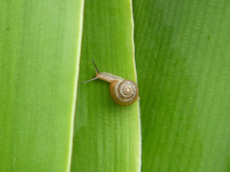 Snail makes its way across a leaf | Smithsonian Photo Contest ...