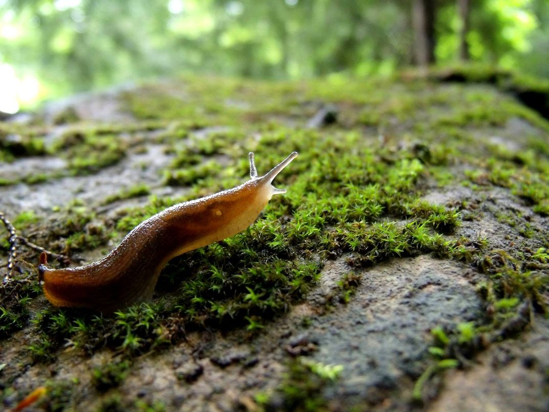 Slug Life Taken while hiking, using the macro feature of a GE Digital ...