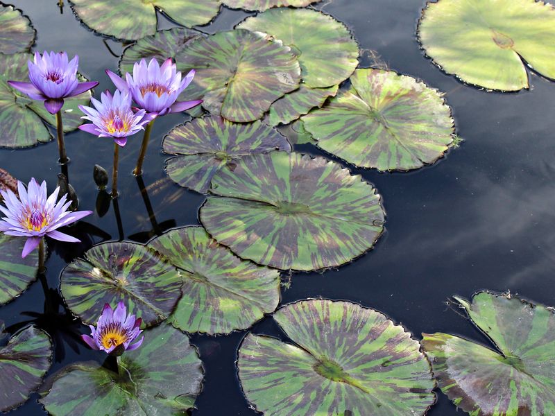 Lily Pads | Smithsonian Photo Contest | Smithsonian Magazine
