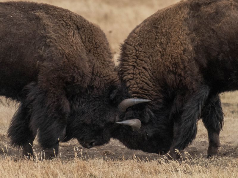 Bison Rut | Smithsonian Photo Contest | Smithsonian Magazine