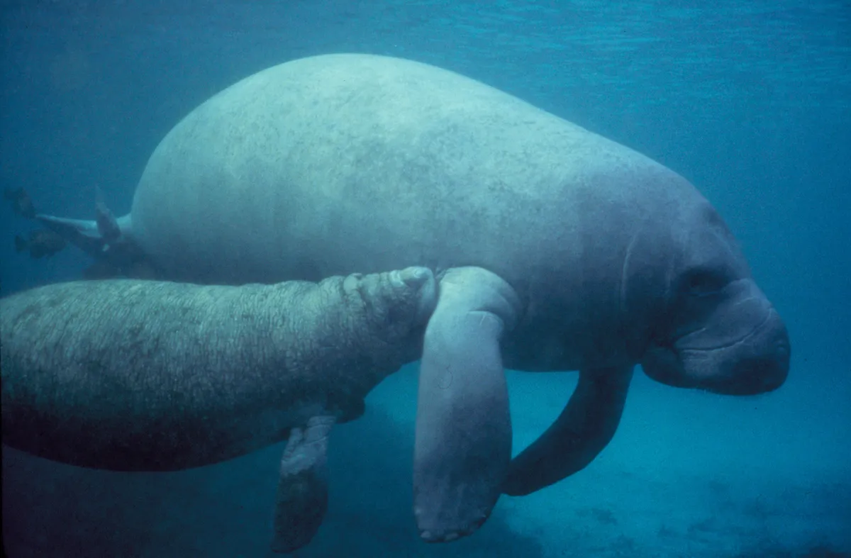 are baby manatees called calves