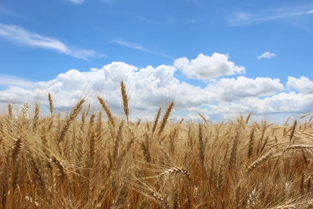 Wheat At Harvest Time | Smithsonian Photo Contest | Smithsonian Magazine