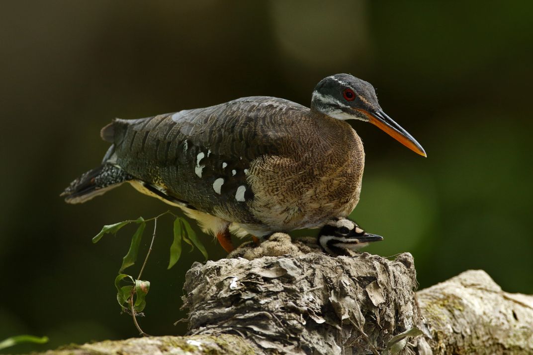 Sunbittern and chick | Smithsonian Photo Contest | Smithsonian Magazine