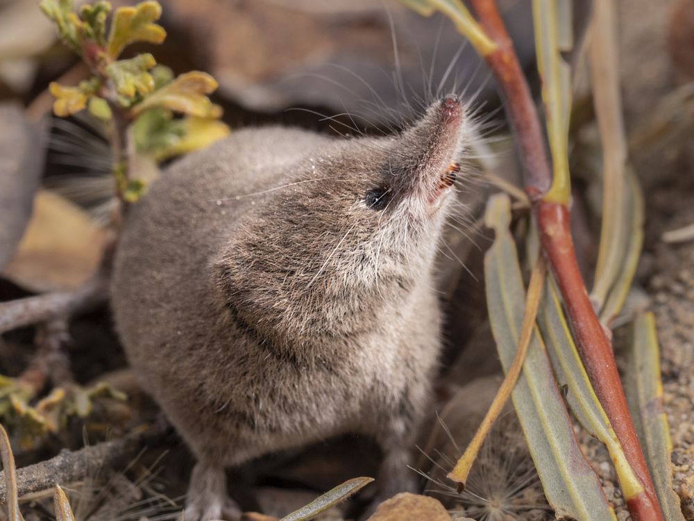 See the First-Ever Photographs of the Elusive Mount Lyell Shrew ...
