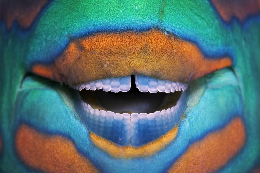 clownish grin | Smithsonian Photo Contest | Smithsonian Magazine