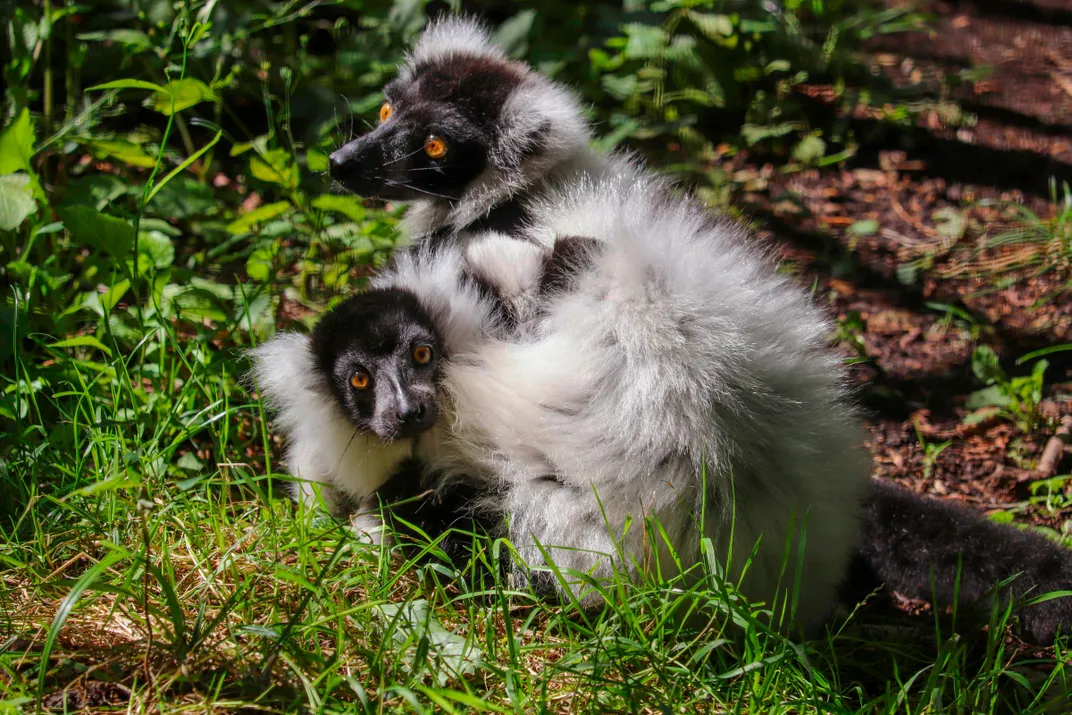 Lemurs Are Having a Mysterious 'Baby Boom' in Madagascar. Here's Why ...