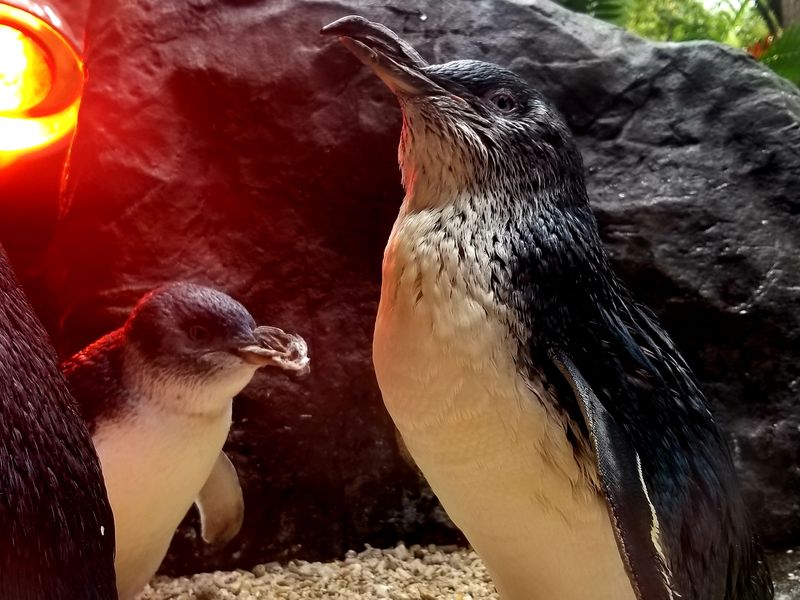 Penguins In Texas | Smithsonian Photo Contest | Smithsonian Magazine