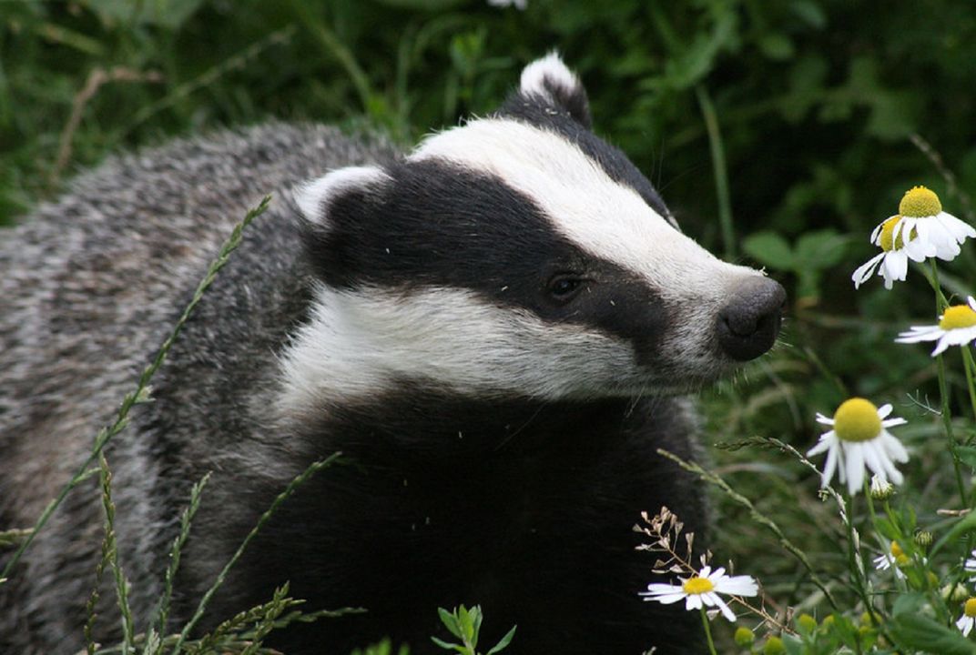 Mean Badger
