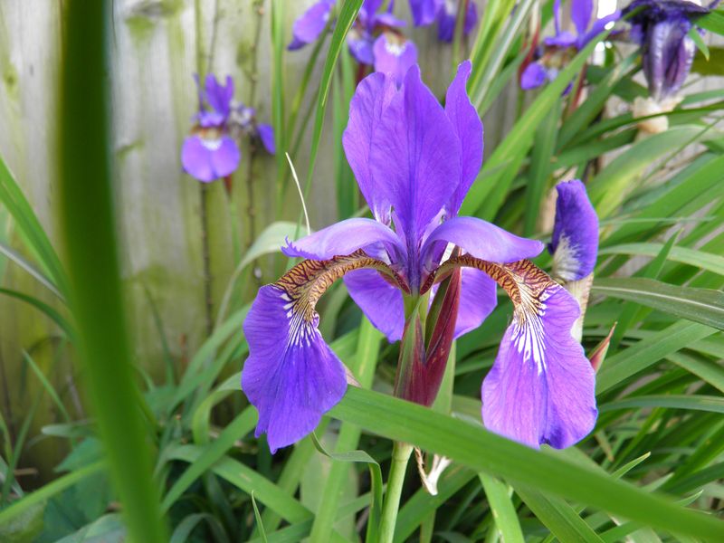 Beautiful Purple Iris. | Smithsonian Photo Contest | Smithsonian Magazine