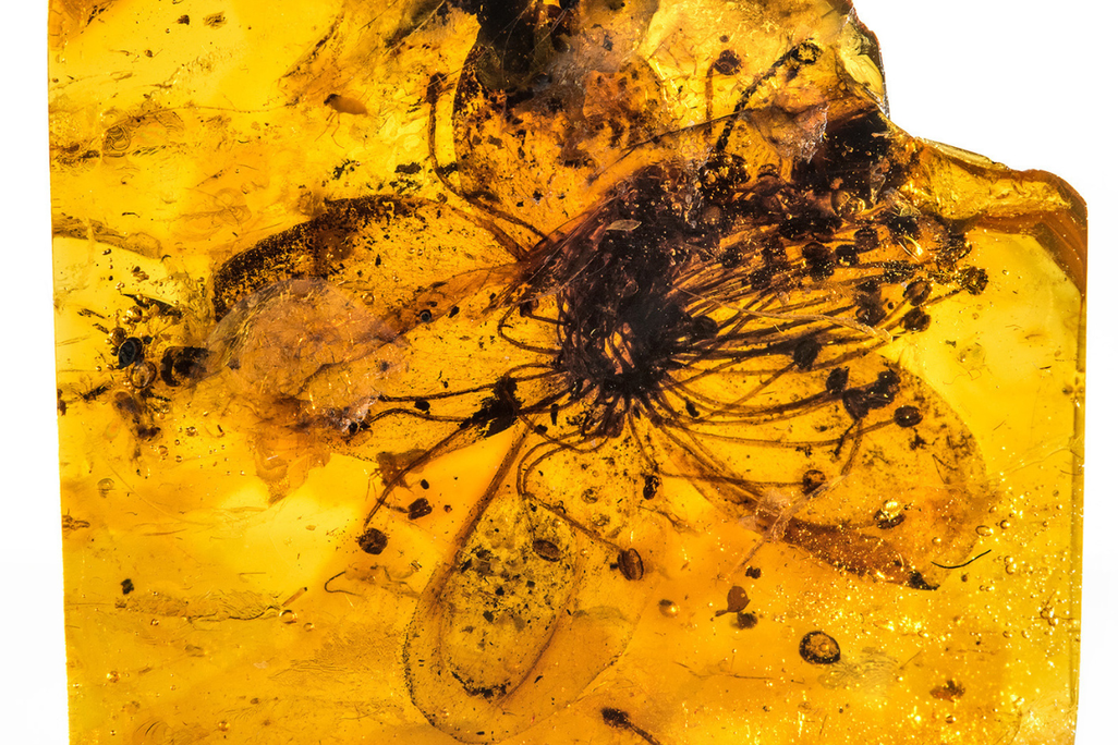 amber preserved