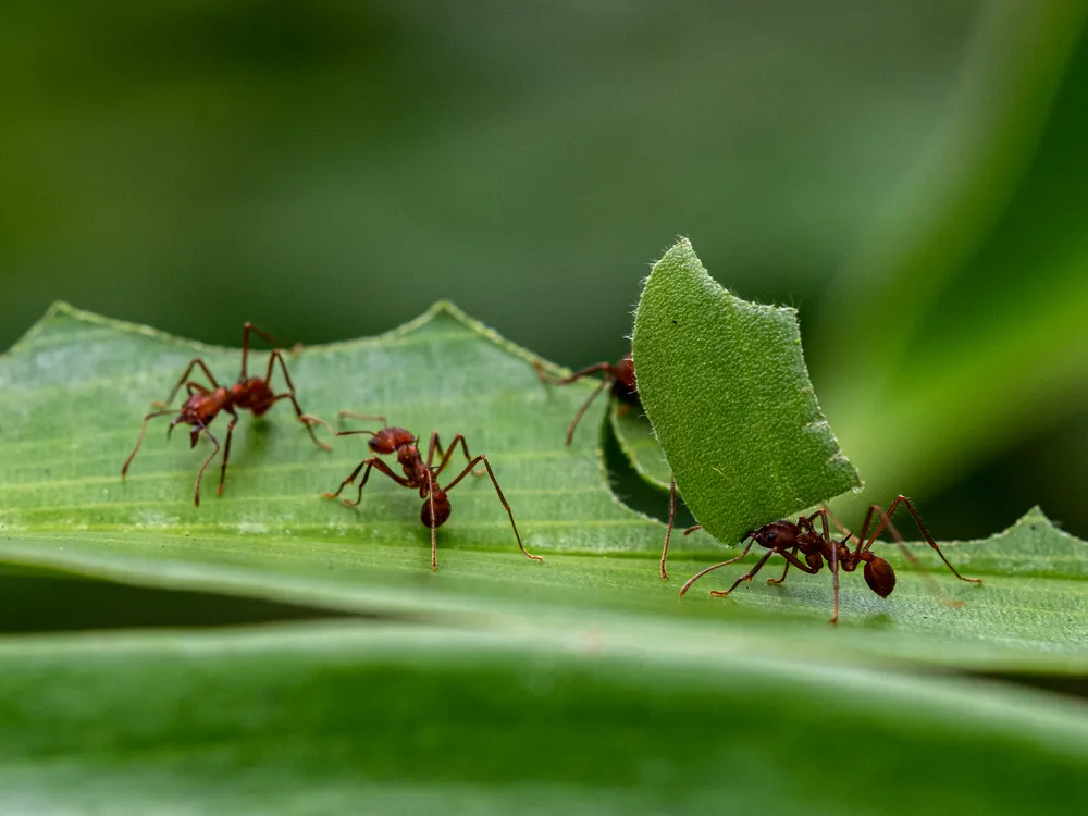 Leafcutter Ants Have Blind Spots, Just Like Truck Drivers | Smithsonian ...