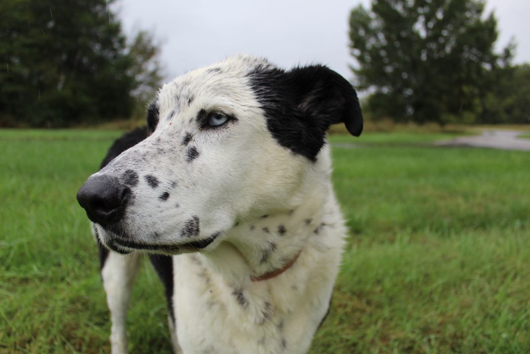 Old Kentucky Farm Hound | Smithsonian Photo Contest | Smithsonian Magazine
