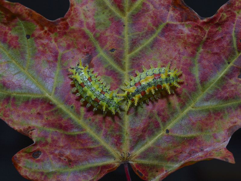Oak moth Caterpillars | Smithsonian Photo Contest | Smithsonian Magazine