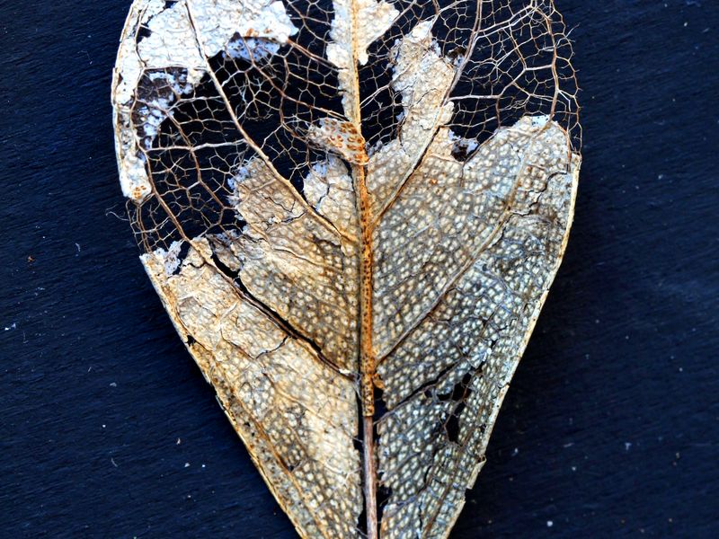 Perfect Decomposition. | Smithsonian Photo Contest | Smithsonian Magazine