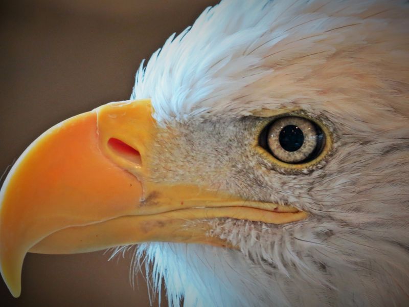 Eagle Eye | Smithsonian Photo Contest | Smithsonian Magazine