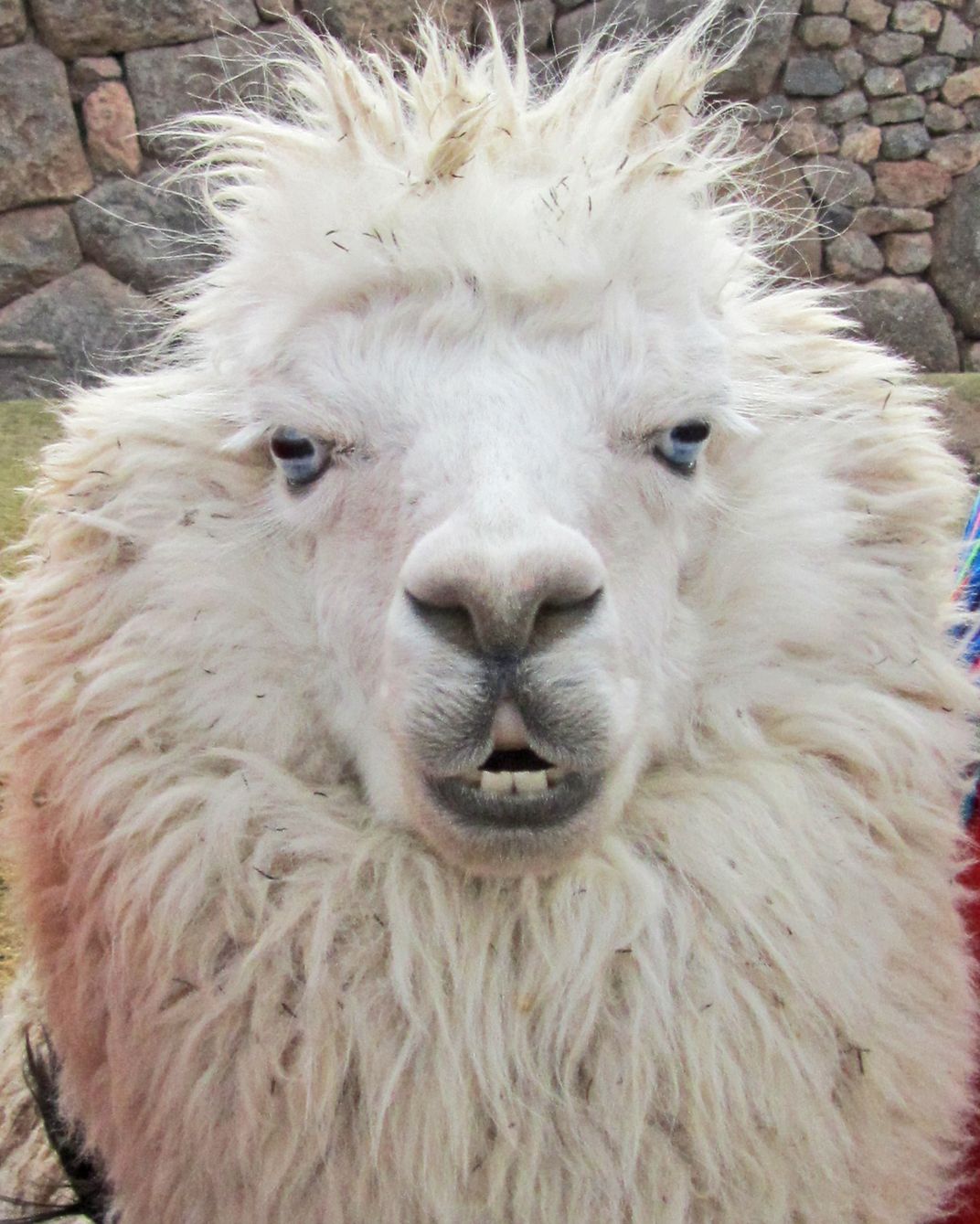 Picture of llama taken at Saqsayhuaman, outside of Cusco, Peru ...