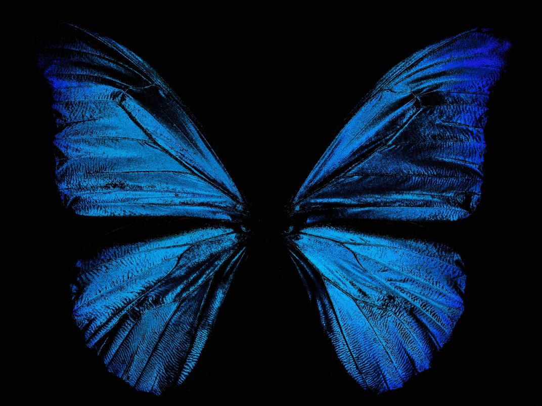 Structural colour in the Morpho Rhetenor | Smithsonian Photo Contest ...