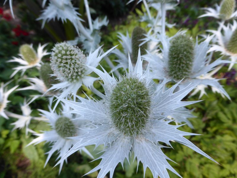Spikey Plants | Smithsonian Photo Contest | Smithsonian Magazine