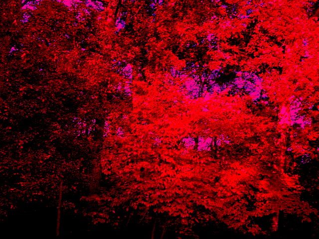 Altered Red Forest | Smithsonian Photo Contest | Smithsonian Magazine