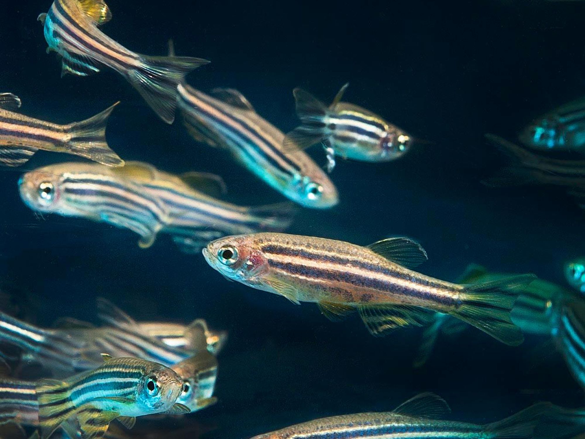 A Cool New Way to Freeze and Unfreeze Zebrafish Embryos Using Gold ...