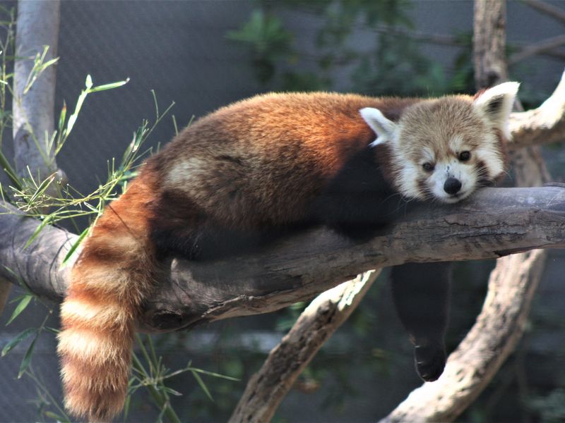 Red Panada laying on a log | Smithsonian Photo Contest | Smithsonian ...
