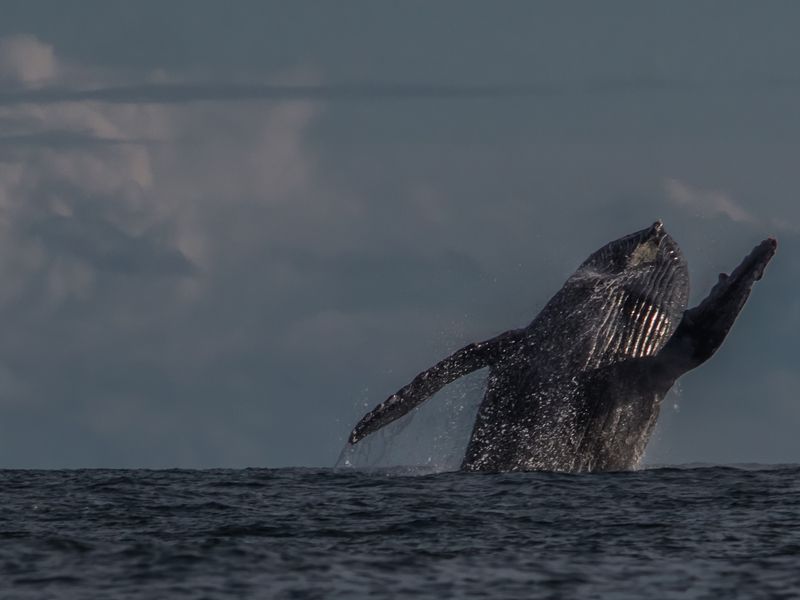 Ballena Yubarta en el pacífico Colombiano | Smithsonian Photo Contest ...