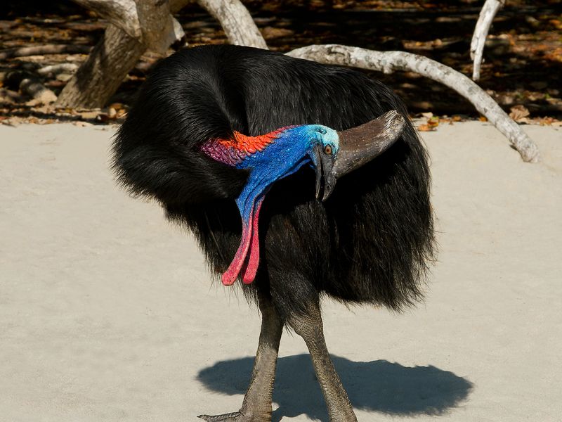 Southern Cassowary (Casuarius casuarius) scratching his head. The ...