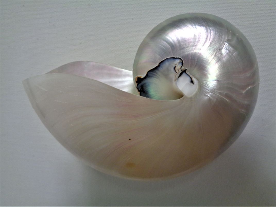 A shining shell | Smithsonian Photo Contest | Smithsonian Magazine