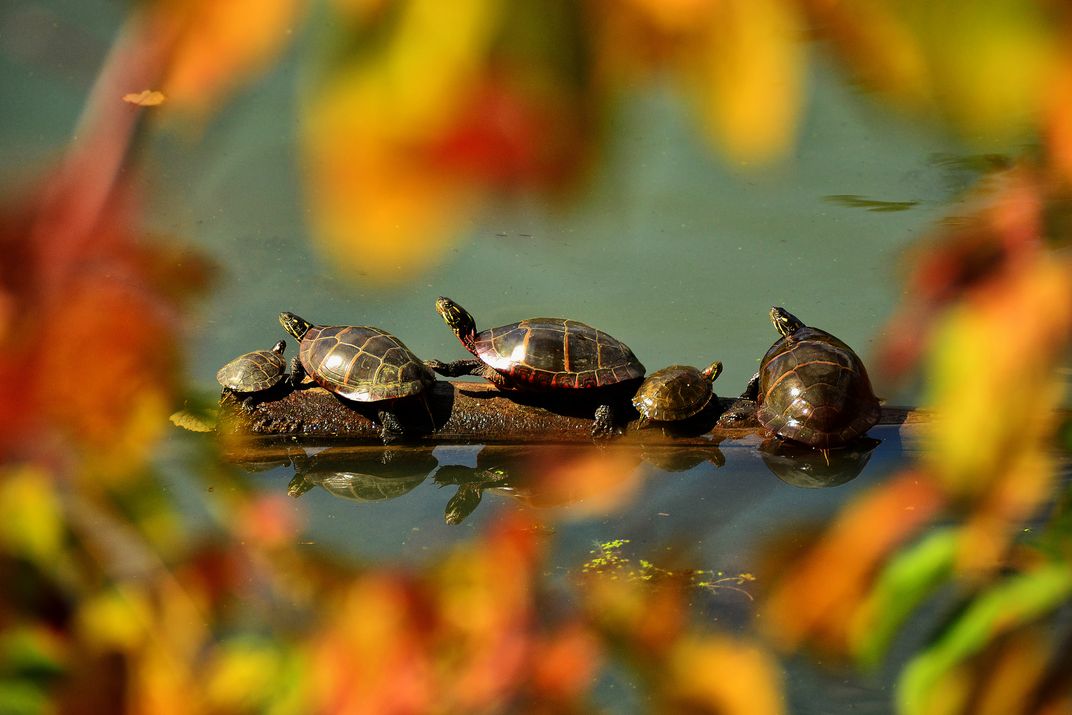 Sunning painted turtles framed with fall foliage | Smithsonian Photo ...