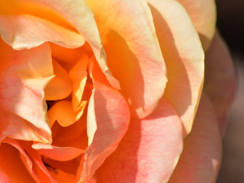 Roses aren't always red | Smithsonian Photo Contest | Smithsonian Magazine