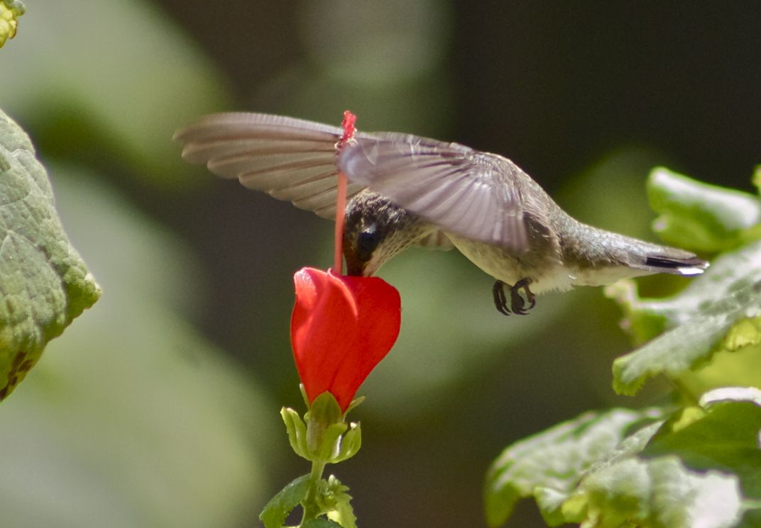 Hummingbird at a flower | Smithsonian Photo Contest | Smithsonian Magazine