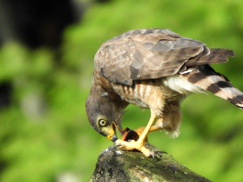 Hawk in feeding. | Smithsonian Photo Contest | Smithsonian Magazine