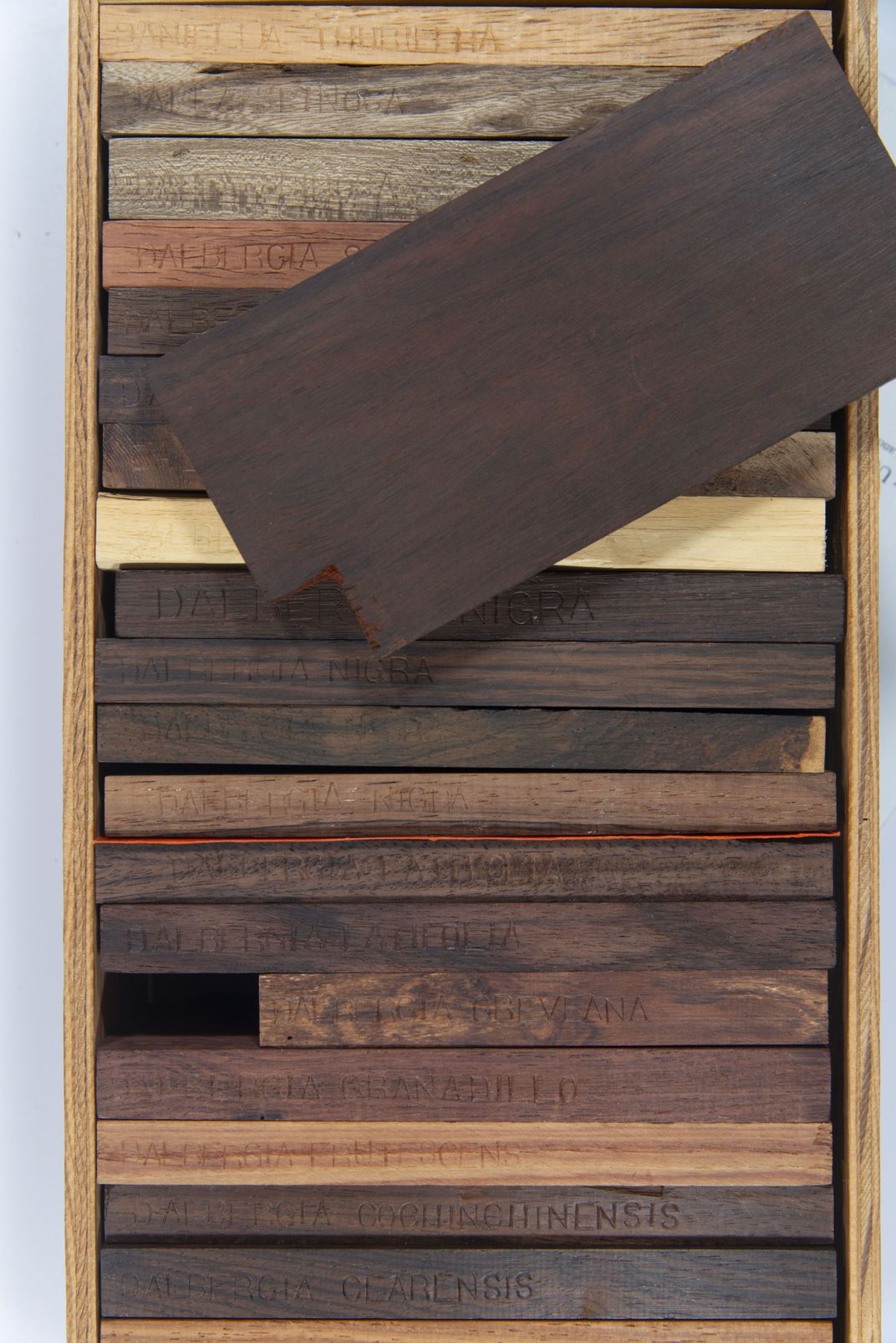 How Much Wood Could a Museum Collect? Much More Than a Woodchuck Could ...