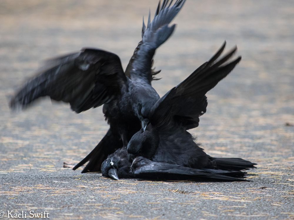 It's Not Without Caws That Crows Desecrate Their Dead